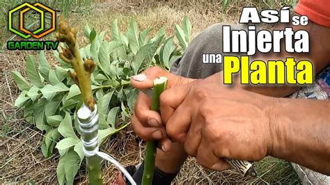 MIRA COMO INJERTAR UNA PLANTA Paso A Paso YouTube
