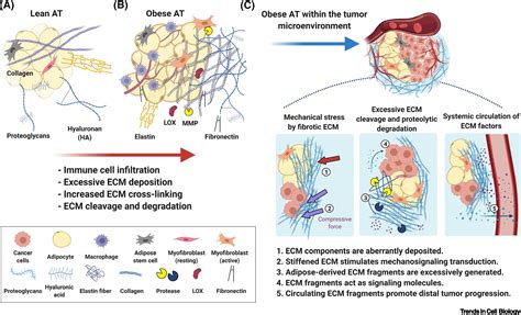 Extracellular Matrix Remodeling Facilitates Obesity Associated Cancer