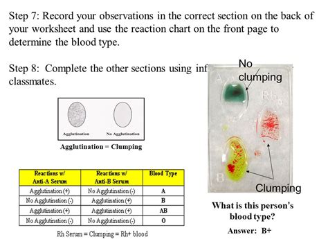 Blood Type Agglutination Chart A Visual Reference Of Charts Chart Master