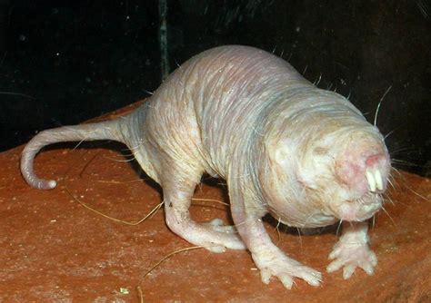 No Acid Burn For Naked Mole Rats Science Aaas