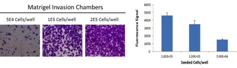 Immune And Cell Based Assays WuXi Biology
