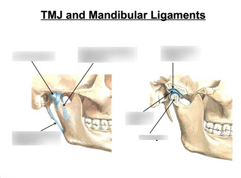 Tmj And Mandibular Ligaments Diagram Quizlet