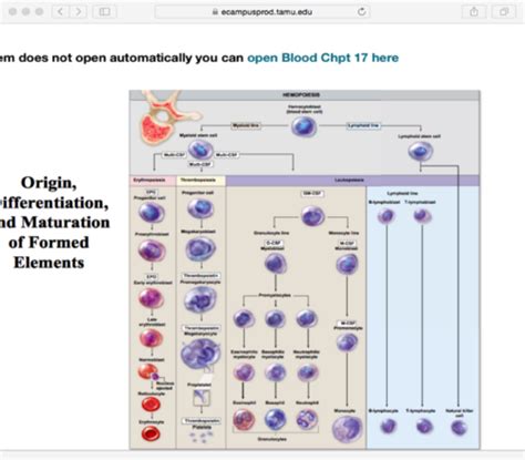Biol Exam Review Flashcards Quizlet
