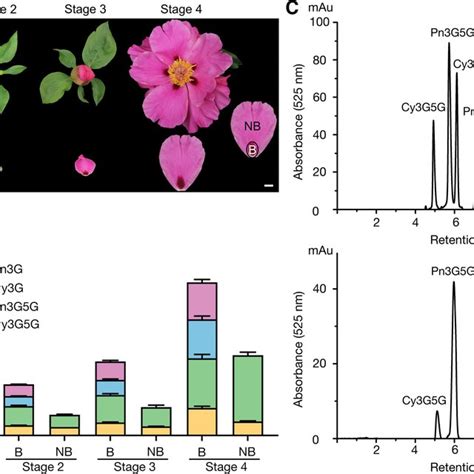 Blotched And Non Blotched Parts Development Stages And Anthocyanin
