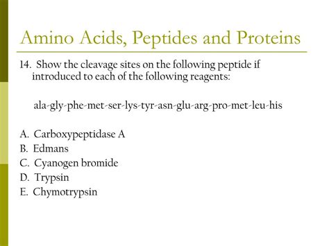 PPT Amino Acids Peptides And Proteins PowerPoint Presentation Free