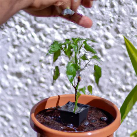 Descubra os Segredos para Plantar Pimentão