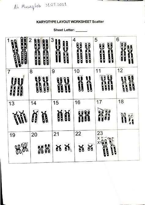 Biology Karyotype Worksheet Pdf Answers