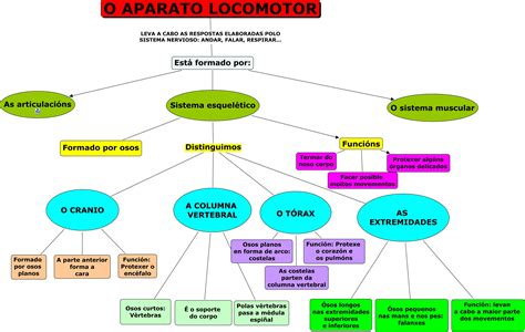 Mapa Mental Sistema Locomotor Ensino