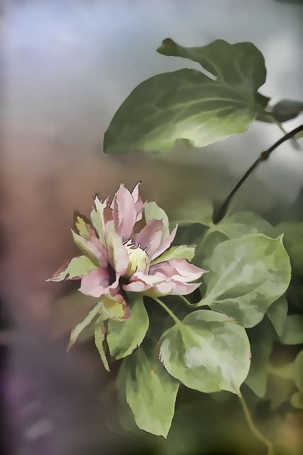 Flower Klematis Leaves Free Photo On Pixabay Pixabay