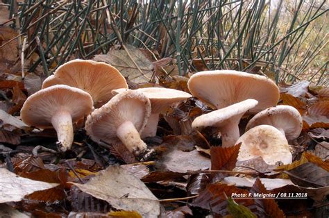 Lactarius Pubescens M Lecomte J M Trendel F Meigniez B Clesse