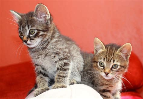 Comment reconnaitre sexe chaton Rencontre Adultes avec Chat et Vidéo
