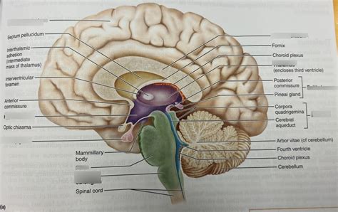 Brain Mid Sagittal Cut Diagram Quizlet