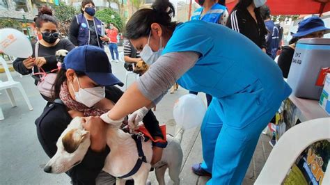 VanCan Más de 241 000 canes serán vacunados contra la rabia en Lima