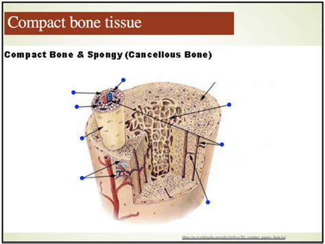 Week Compact Bone Tissue Diagram Quizlet