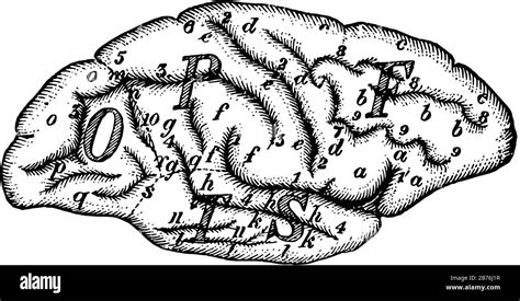 Detalles 79 Partes Del Cerebro Humano Dibujo Muy Caliente Camera Edu Vn