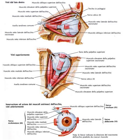 Eccitazione Foro Superiore Muscolo Elevatore Della Palpebra