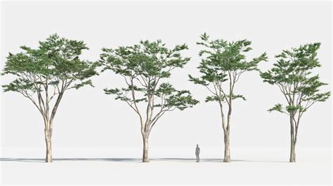 3D модель Пакет растений 2 Китайские деревья GrowFX TurboSquid