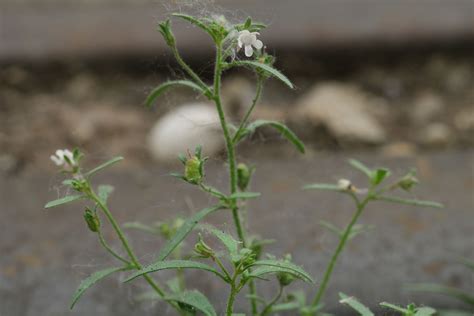 Chaenorhinum Minus