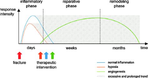 Fracture Healing Timeline