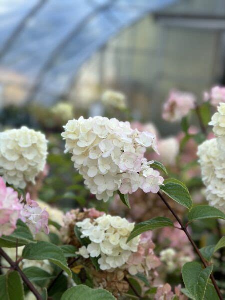 Flowers Classic Landscaping Nursery