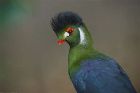 OISEAUX DU BASSIN DU CONGO Expeditions Ducret