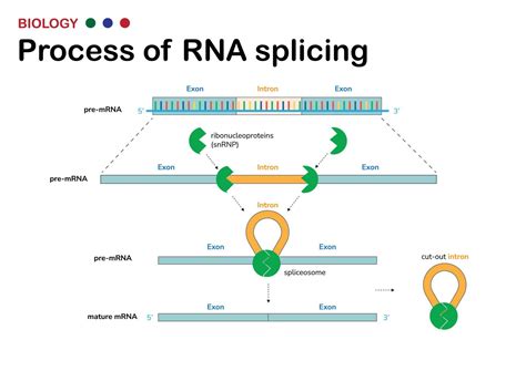Biological Diagram Present Process Of Rna Splicing For Remove Intron
