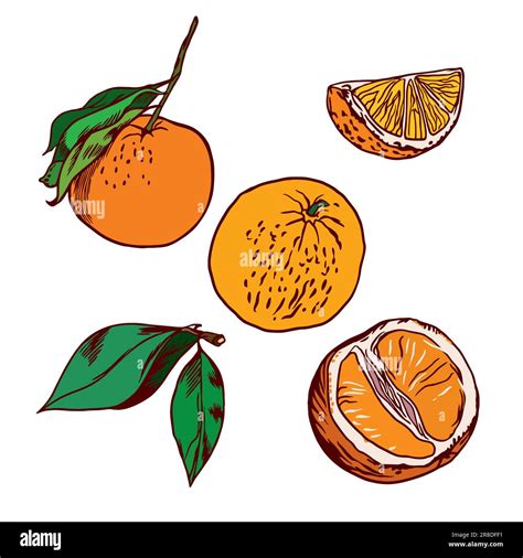 Orange Fruit Leaves Orange Slices Orange Vector Illustration On
