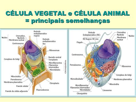 PROFª DANI DCA CÉLULAS ANIMAIS E VEGETAIS 6 ANOS 2º BIM 2020