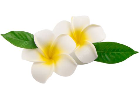 Plumeria Tree Png Clipart