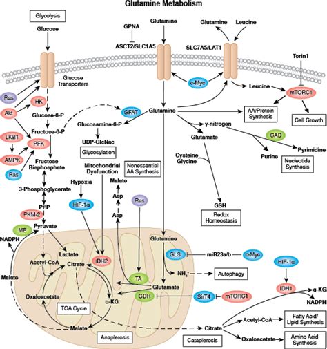 Cellular Metabolism Pathways Cell Signaling Technology