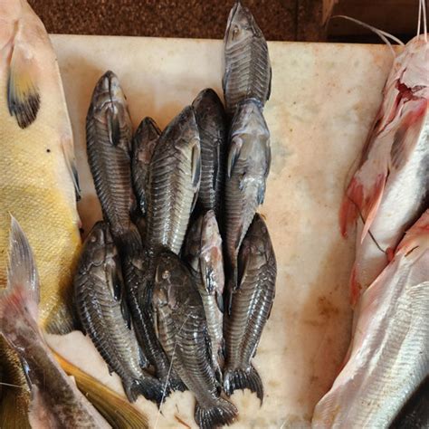 Imagens de comercialização Guia de Peixes Comercializados em Monte Alegre