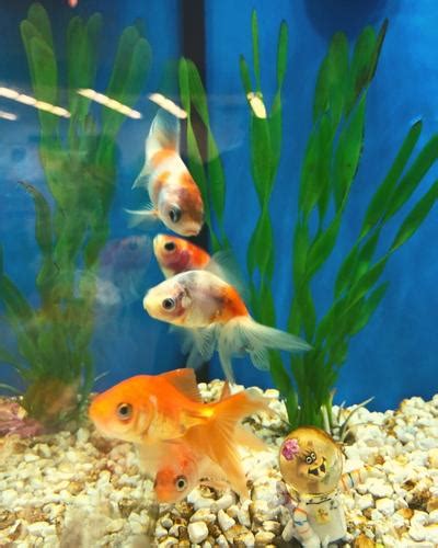 Goldfish Breeding Guide Easy Steps For Beginners