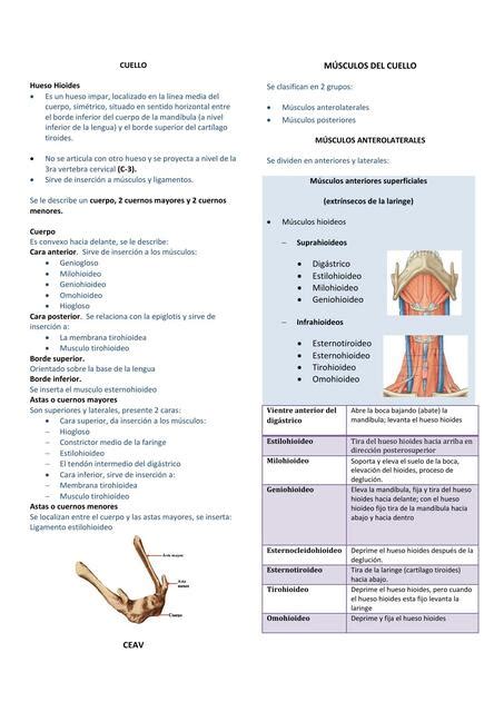 Anatomia Cuello Jessy González uDocz