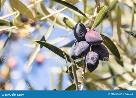 Calamata Olive Tree With Ripe And Unripe Olives And Blurred Background