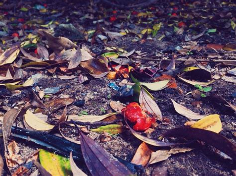 Folhas que caem para renovar a vida de uma árvore e seus frutos