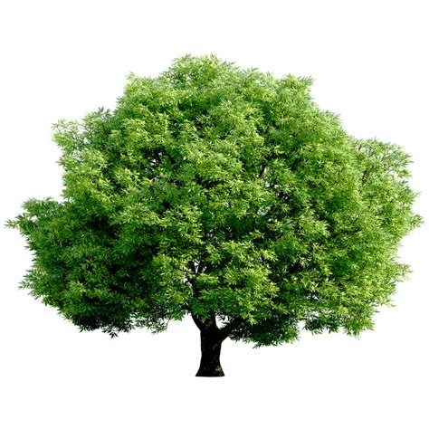 Free gran árbol verde aislado sobre fondo transparente 17349853 PNG