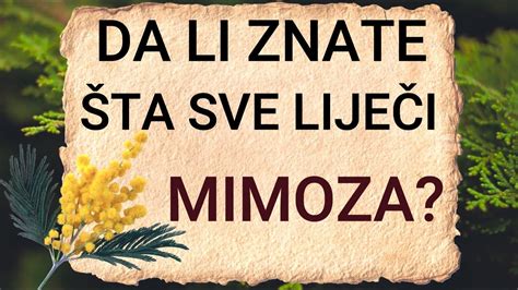 Da Li Ste Znali Za Ljekovita Svojstva Mimoze Lijek Za Upalu Grla