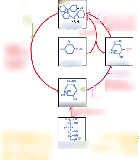 Glycogen Metabolism Template Diagram Quizlet