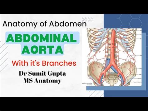 Abdominal Aorta Anatomy Youtube