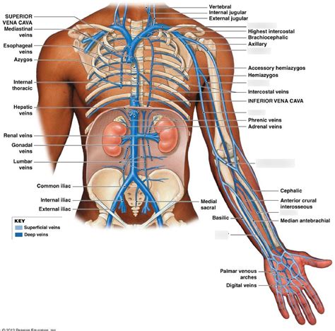 Lab Veins Of The Arm Diagram Quizlet