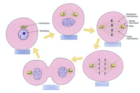 Mitose Diagram Quizlet