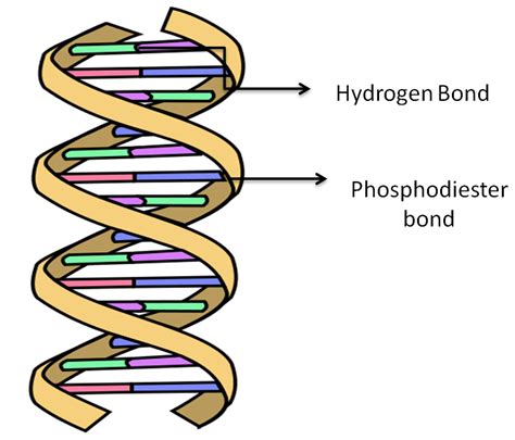 The Two Strands Of DNA Are Held Together By Bonds Of A Nitrogen B