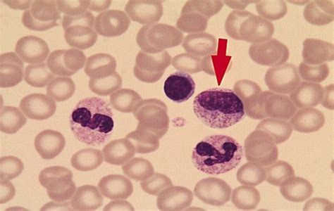 Heme Unit Wbc Maturation Pictures Flashcards Quizlet