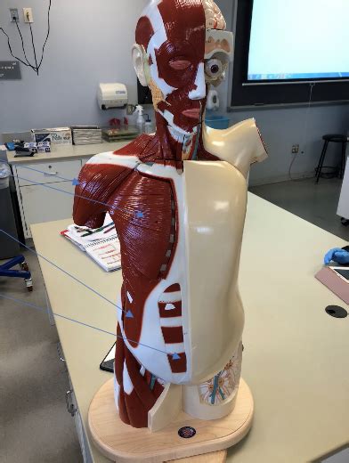 Torso Labeling Anterior Diagram Quizlet