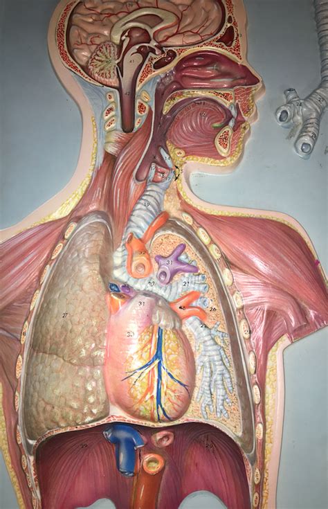 Respiratory System Model Diagram Quizlet