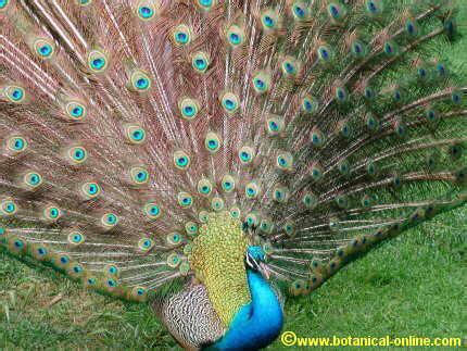 Características del pavo real Botanical online