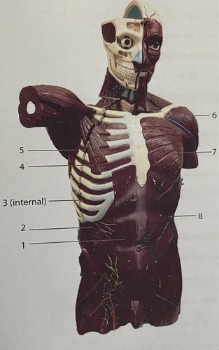 Muscles Of The Torso Anterior And Posterior View Flashcards Quizlet