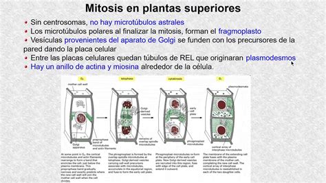 La Mitosis En Vegetales YouTube