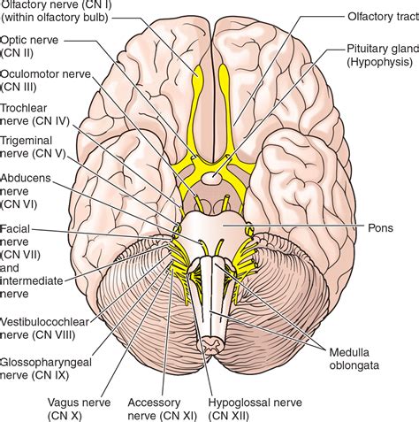 Neuromuscular The Rehabilitation Specialist S Handbook E F A