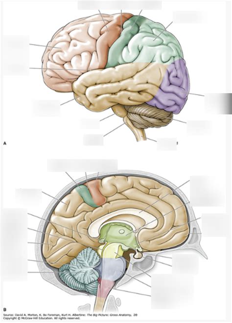 Lateral View Medial View Of Sagittal Section Of Brain Diagram Quizlet